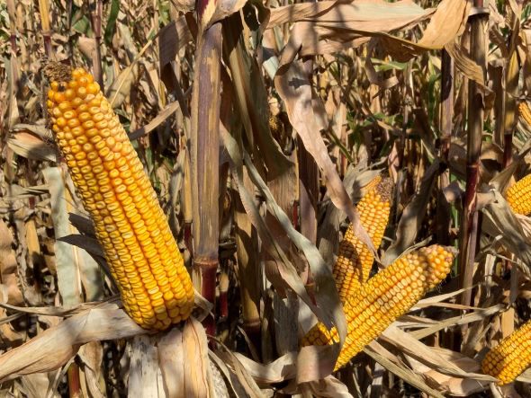 T6278 VT2P | Thunder Seed